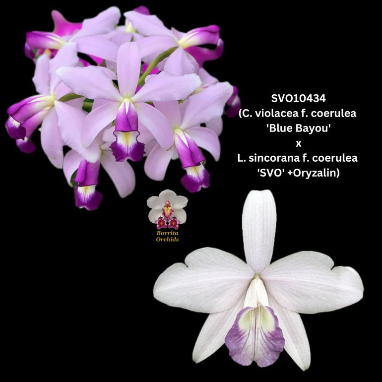 Cattleya seedlings in 50mm – Barrita Orchids