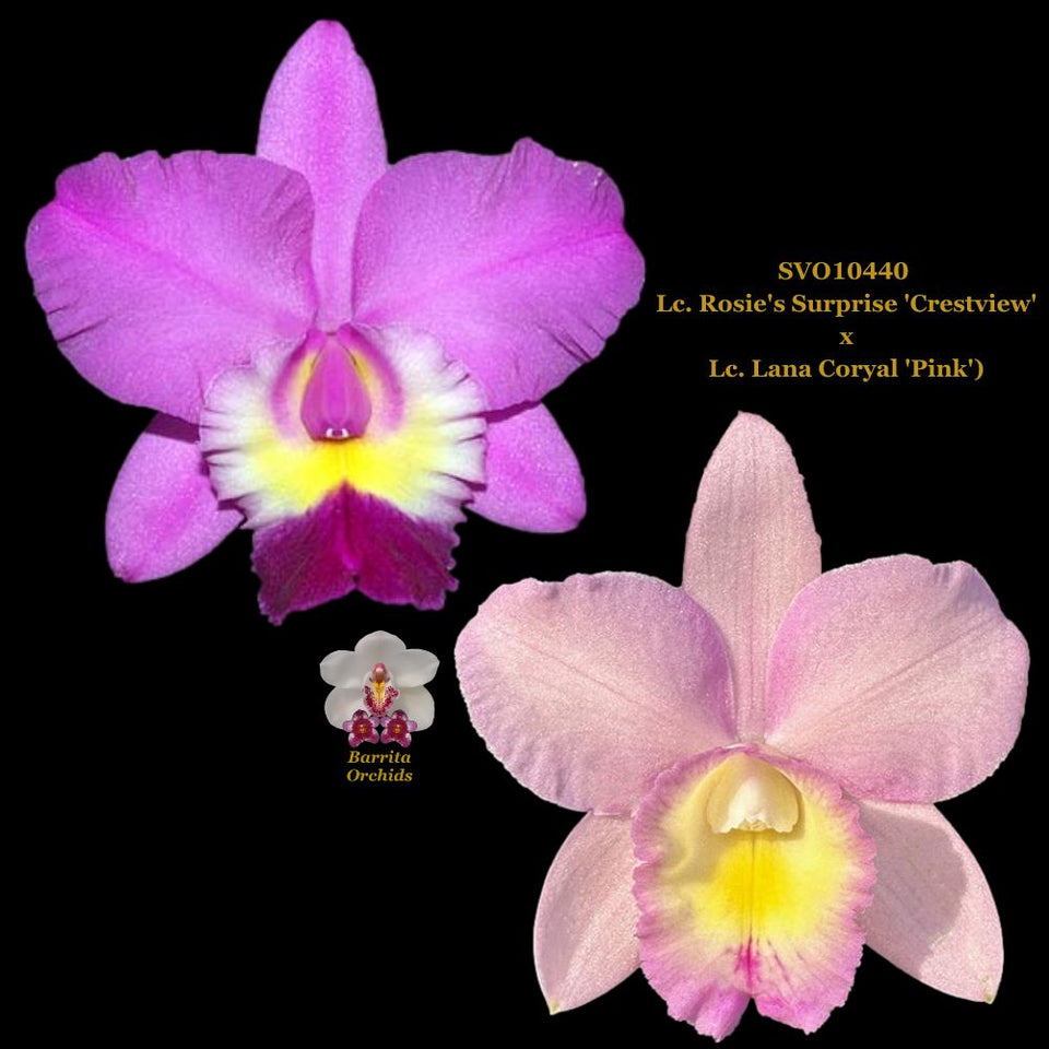 100mm Cattleya Orchid SVO10440 (Lc. Rosie's Surprise 'Crestview' x Lc ...
