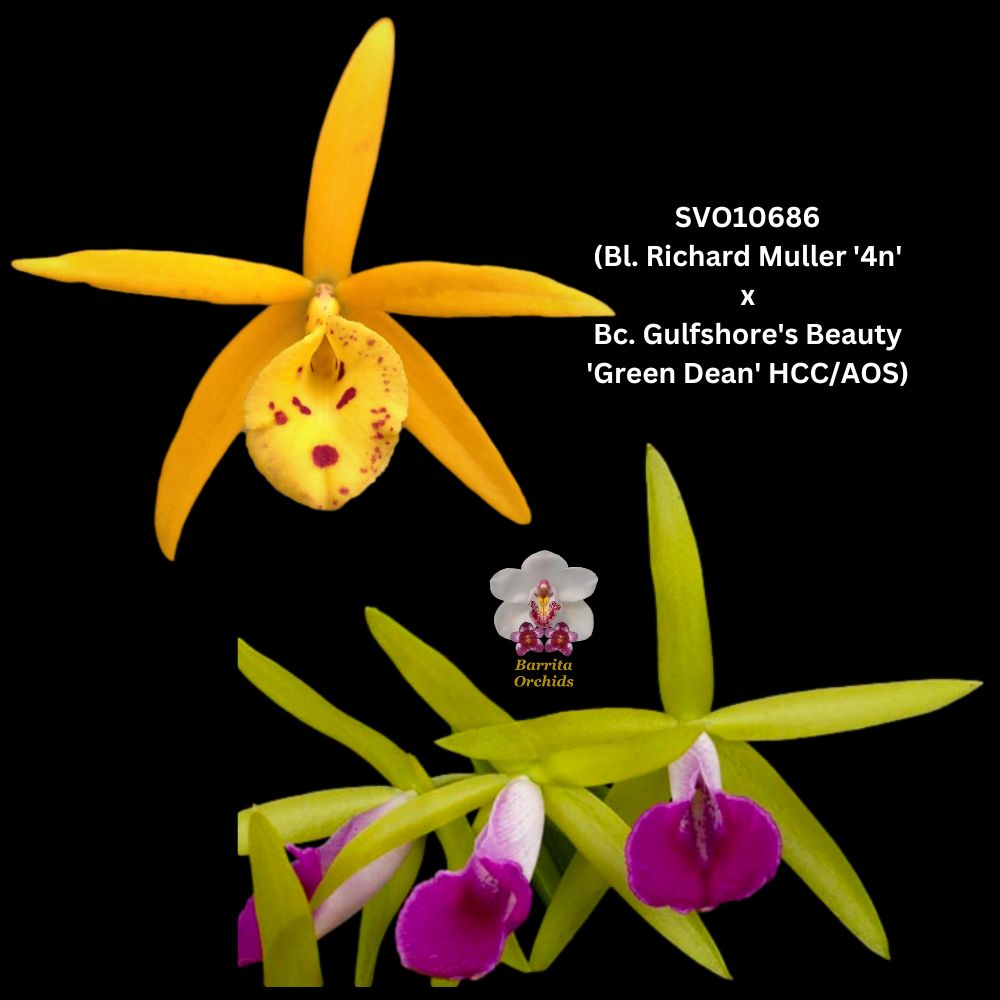 100mm Cattleya Orchid Seedling SVO10686 (Bl. Richard Mueller '4n' x Bc ...