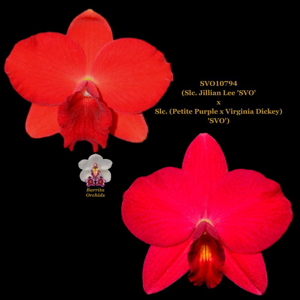 Cattleya Orchid SVO10794 (Slc. Jillian Lee 'SVO' x Slc. (Petite Purple – Barrita Orchids