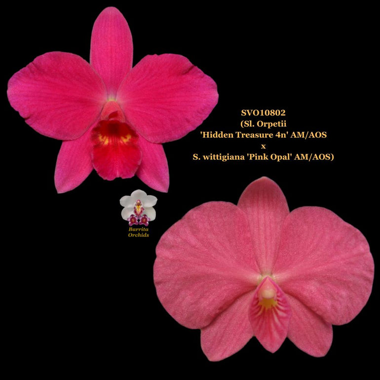 Growing Cymbidiums – Barrita Orchids