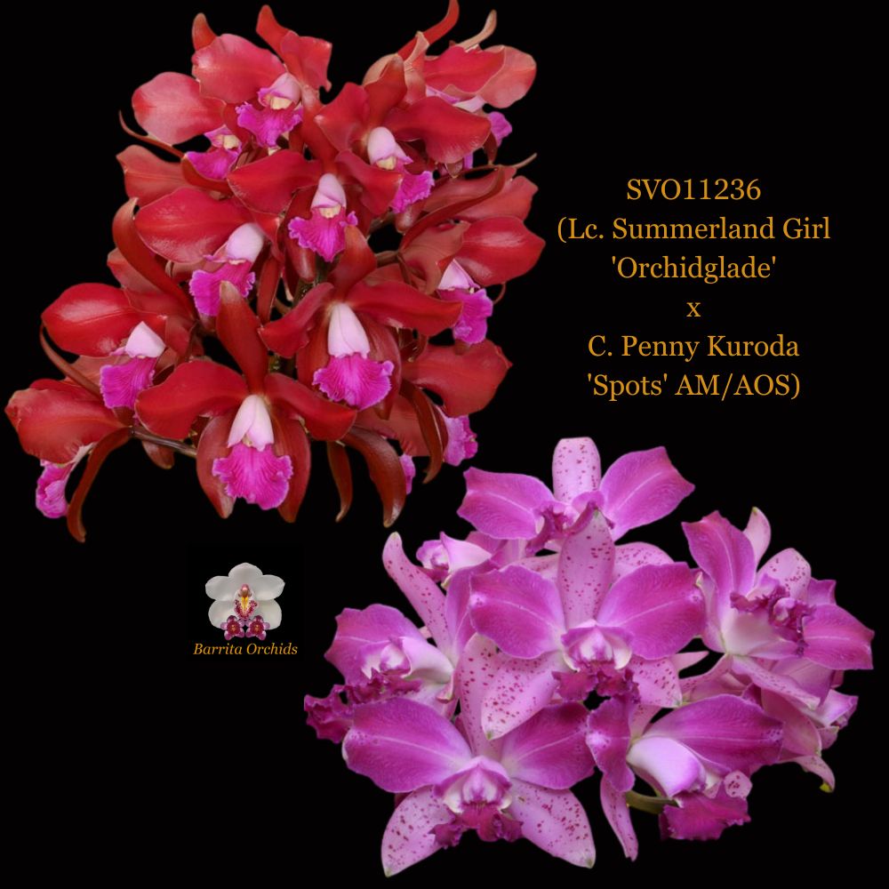 Cattleya Orchid Hybrid SVO11236 (Lc. Summerland Girl 'Orchidglade' x C ...
