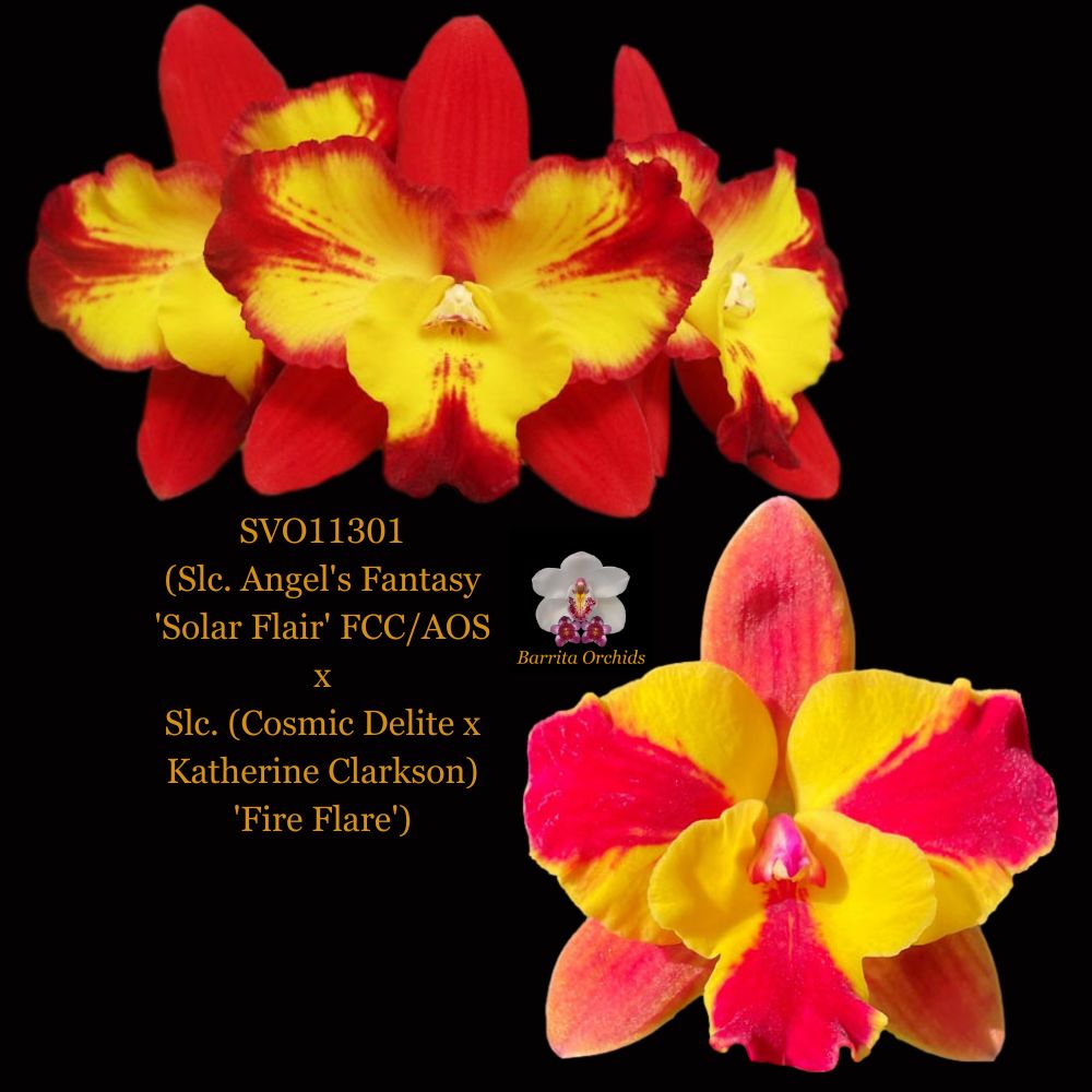 Cattleya Orchid Hybrid SVO11301 (Slc. Angel's Fantasy 'Solar Flair' FC ...