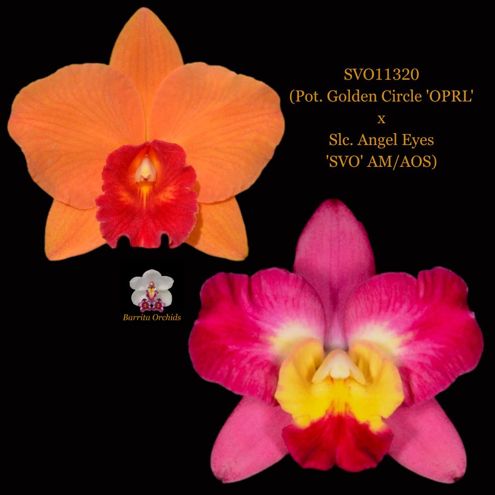 Cattleya Orchid Hybrid SVO11320 (Pot. Golden Circle 'OPRL' x Slc. Ange ...