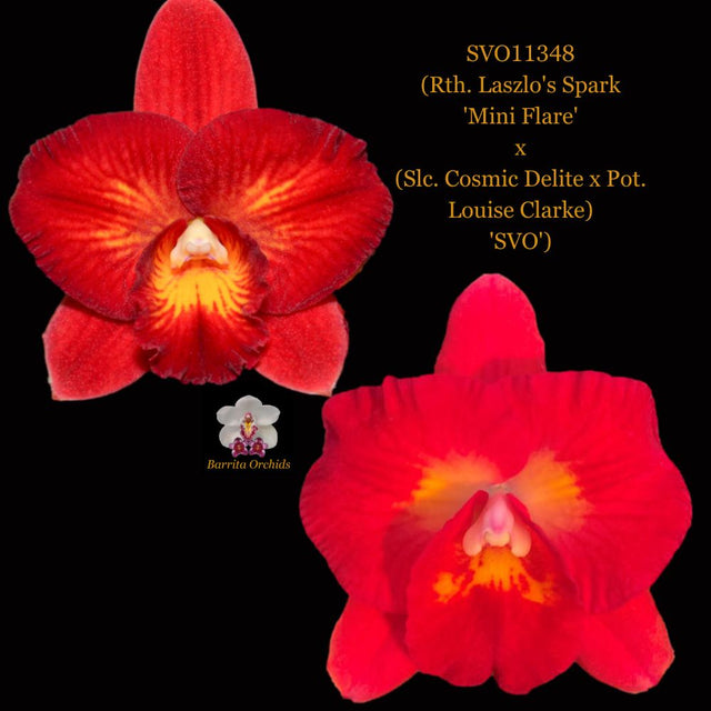 Cattleya Orchid Hybrid SVO11348 (Rth. Laszlo's Spark 'Mini Flare' x (S ...