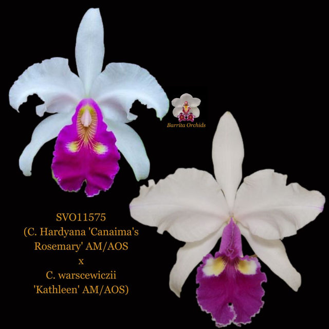 Cattleya Orchid Hybrid SVO11575 (C. Hardyana 'Canaima's Rosemary' AM/A ...