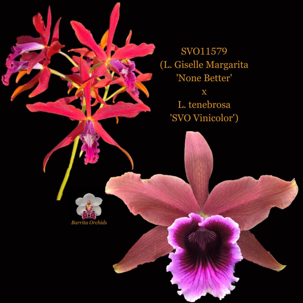 Cattleya Orchid Hybrid SVO11579 (L. Giselle Margarita 'None Better' x ...