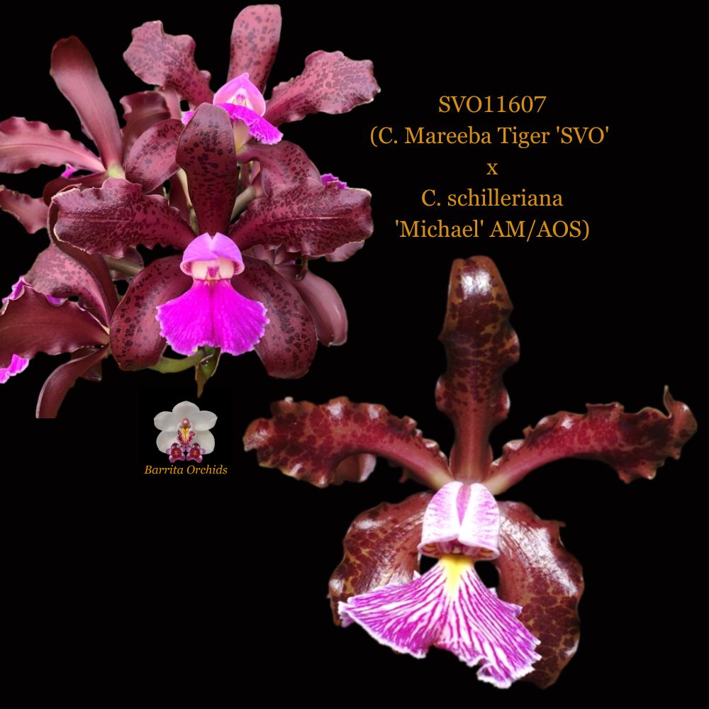 Cattleya Orchid Hybrid SVO11607 (C. Mareeba Tiger 'SVO' x C. schilleri ...