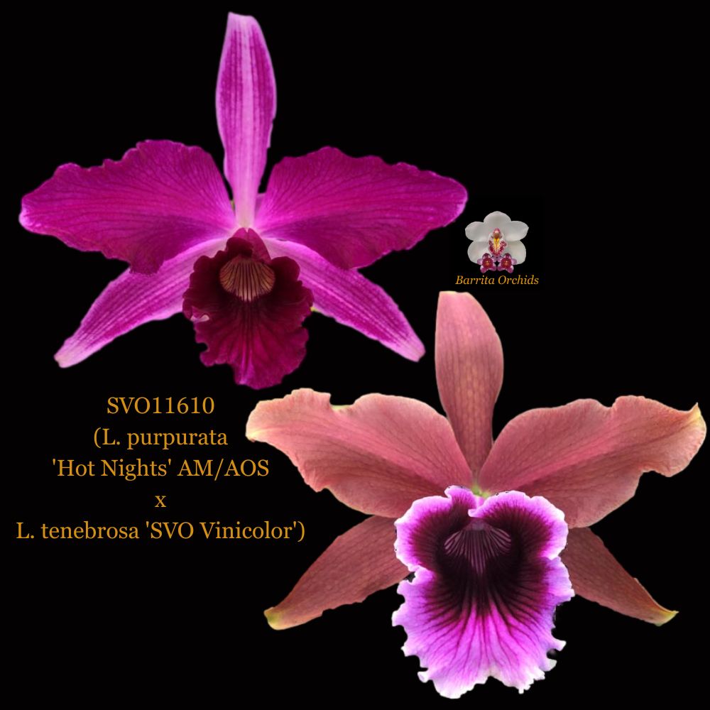 Cattleya Orchid Hybrid SVO11610 (L. purpurata 'Hot Nights' AM/AOS x L ...