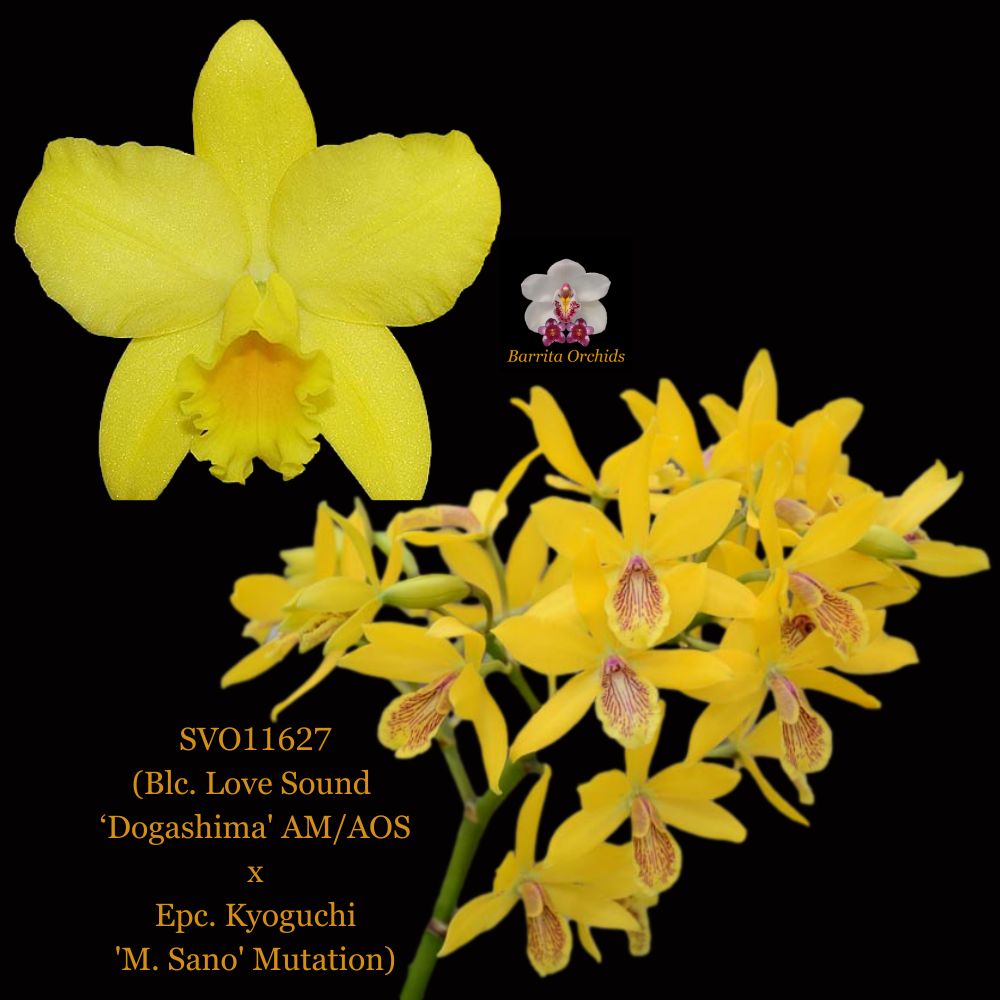 Cattleya Orchid Hybrid SVO11627 (Blc. Love Sound 'Dogashima' AM/AOS x ...