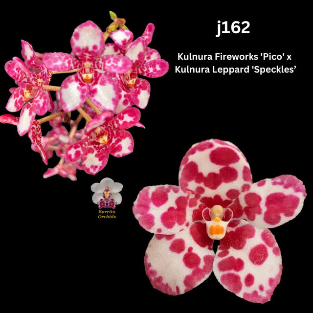 Sarcochilus Orchid Seedling. J162 (Kulnura Fireworks 'Pico' x Kulnura ...