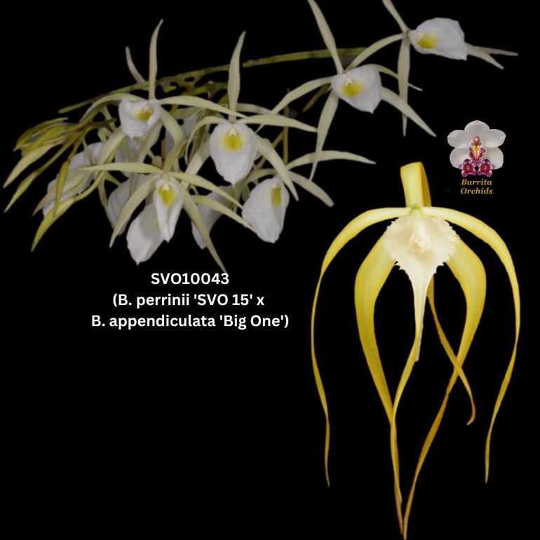Cattleya seedlings in 50mm – Barrita Orchids