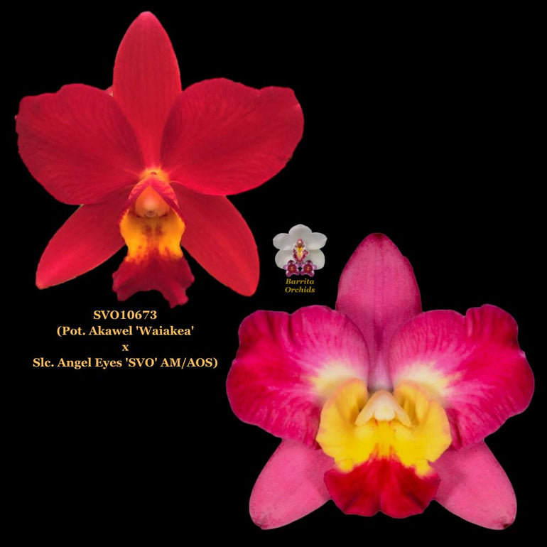 Cattleya seedlings in 50mm – Barrita Orchids