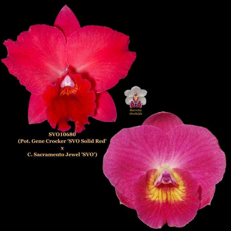 Cattleya seedlings in 50mm – Barrita Orchids