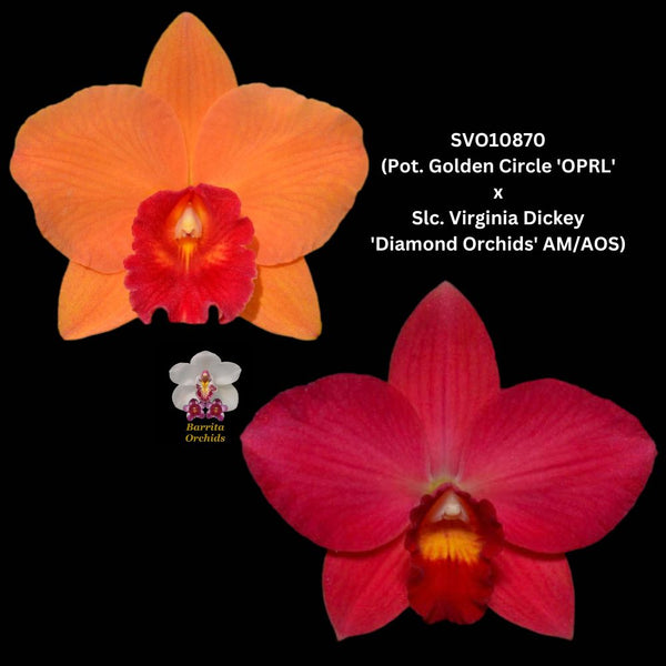 Cattleya – Barrita Orchids