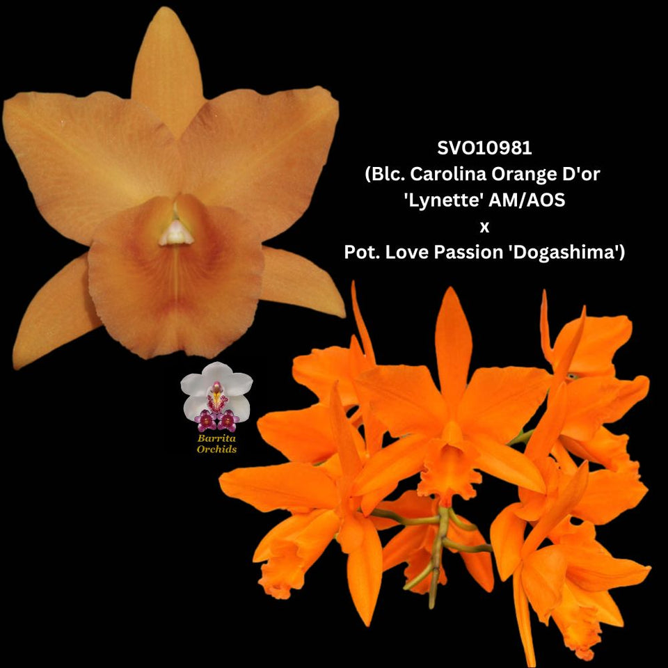 100mm Cattleya Orchid SVO10981 (Blc. Carolina Orange D'or 'Lynette' AM ...