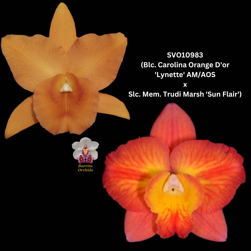 100mm Cattleya Orchid Seedling SVO10983 (Blc. Carolina Orange D'or 'Ly ...