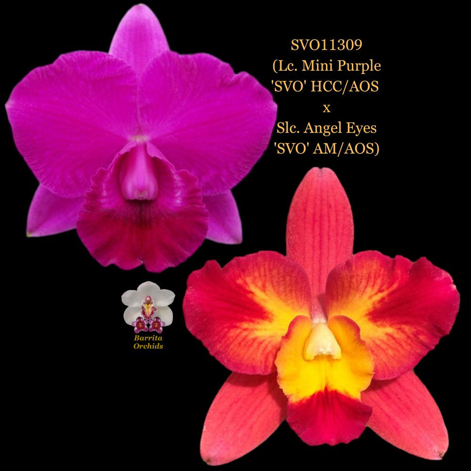Cattleya Orchid Hybrid SVO11309 (Lc. Mini Purple 'SVO' HCC/AOS x Slc ...