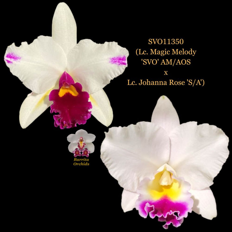 Cattleya Orchid Hybrid SVO11350 (Lc. Magic Melody 'SVO ' AM/AOS x Lc ...