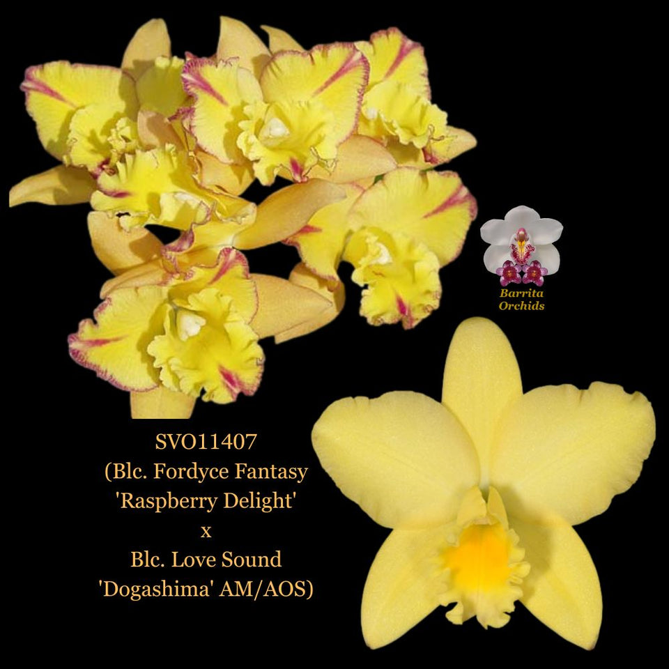 Cattleya Orchid Hybrid SVO11407 (Blc. Fordyce Fantasy 'Raspberry Delig ...