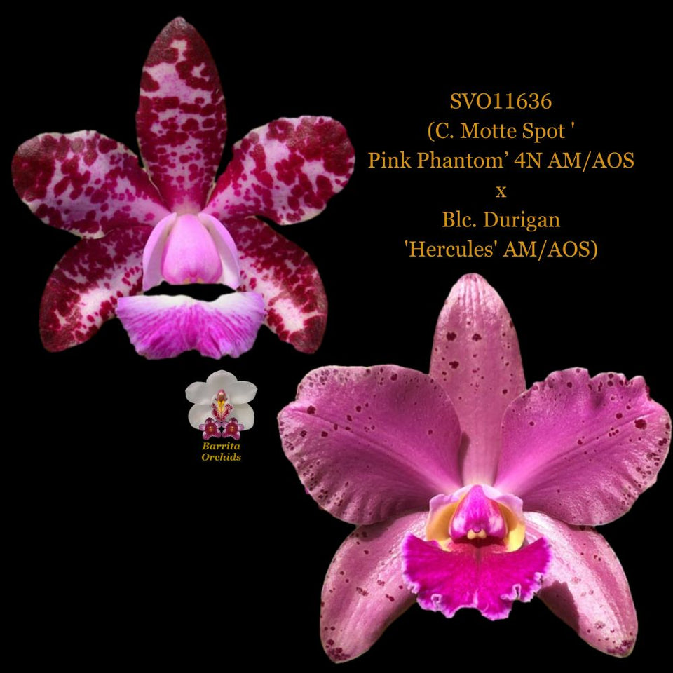Cattleya Orchid Hybrid SVO11636(C. Motte Spot 'Pink Phantom’ 4N AM/AOS ...
