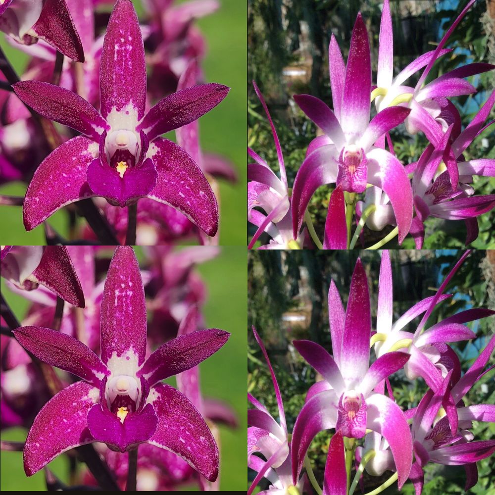 Aussie Dendrobiums – Barrita Orchids